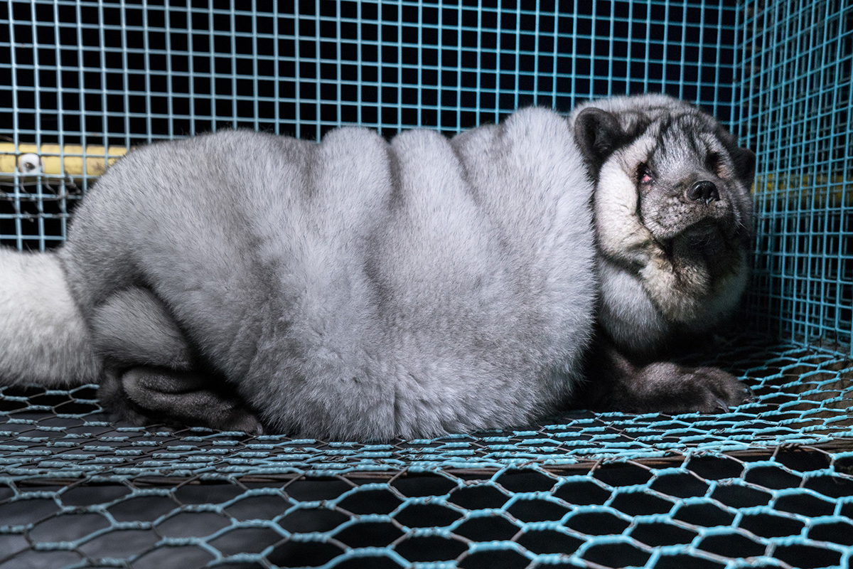 Fur farming – Respect for Animals