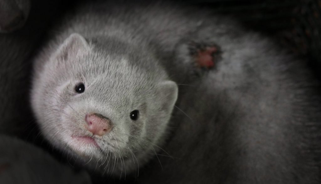 A Guide To Fur Bans Around The World – Respect for Animals