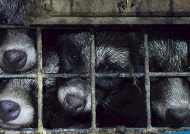 China’s fur trade – Respect for Animals