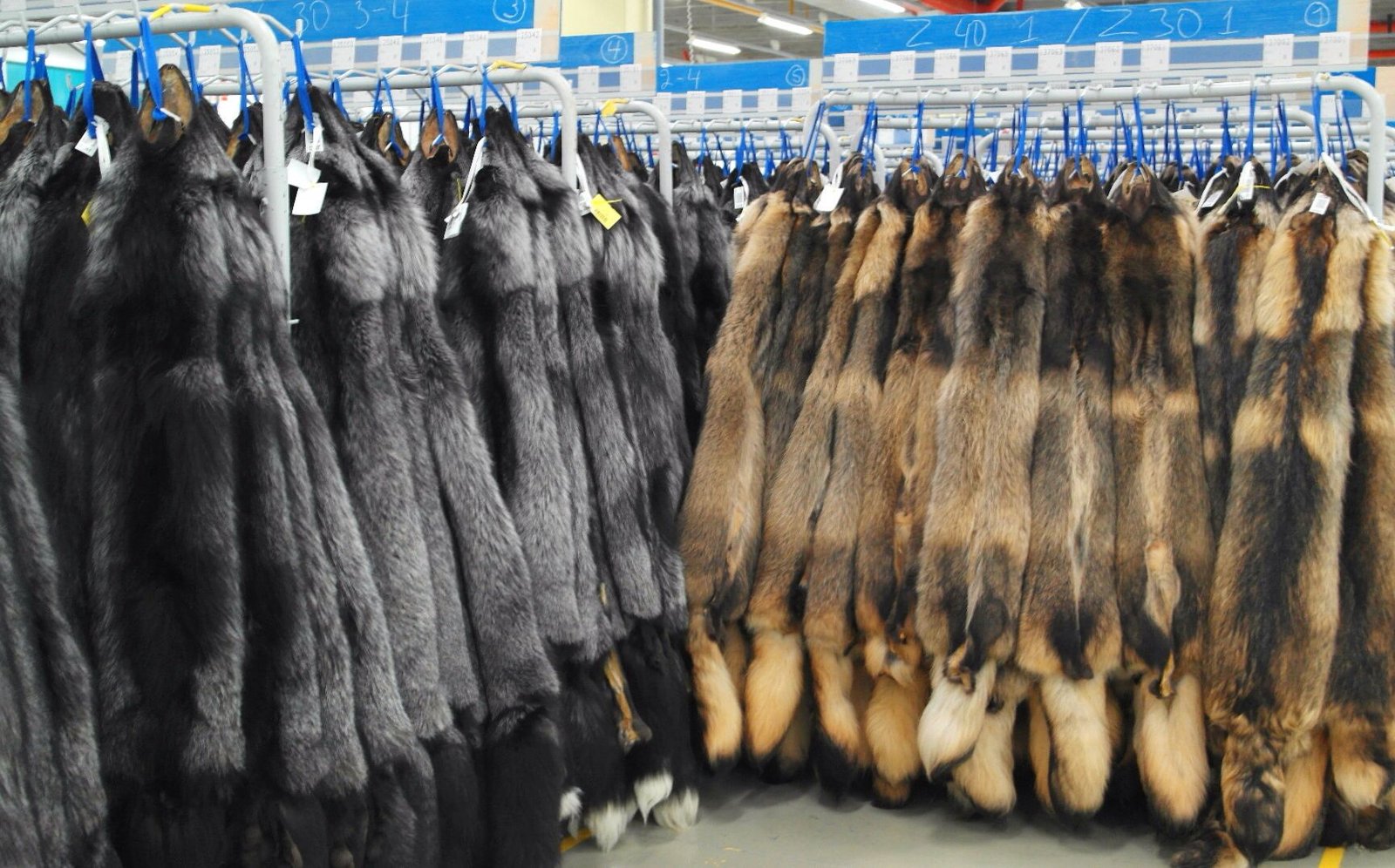 Desperate Saga Furs Moves Fur Auction Online With Humiliating Results ...