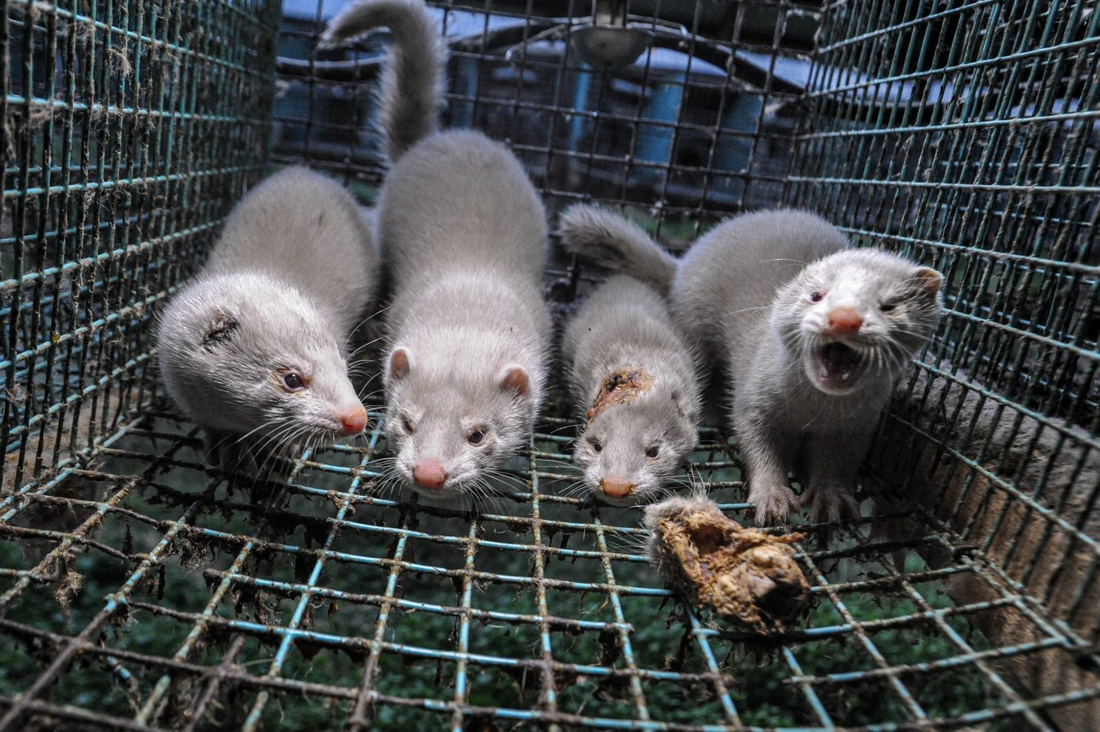 UK fur ban: Bill to end fur imports and sales introduced to Parliament ...