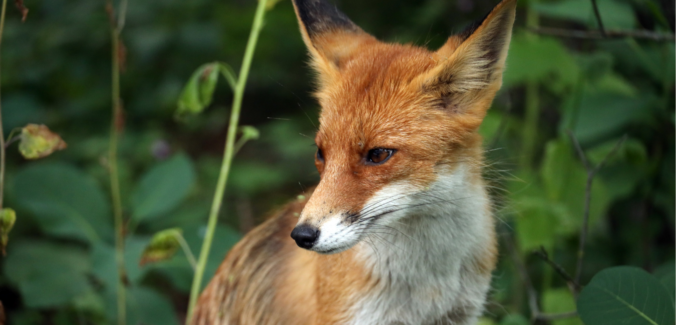 City of Hallandale Beach (Florida) bans fur sales – Respect for Animals