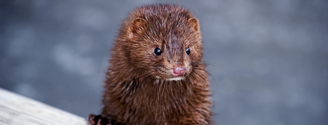 Fur farming and public health – Respect for Animals