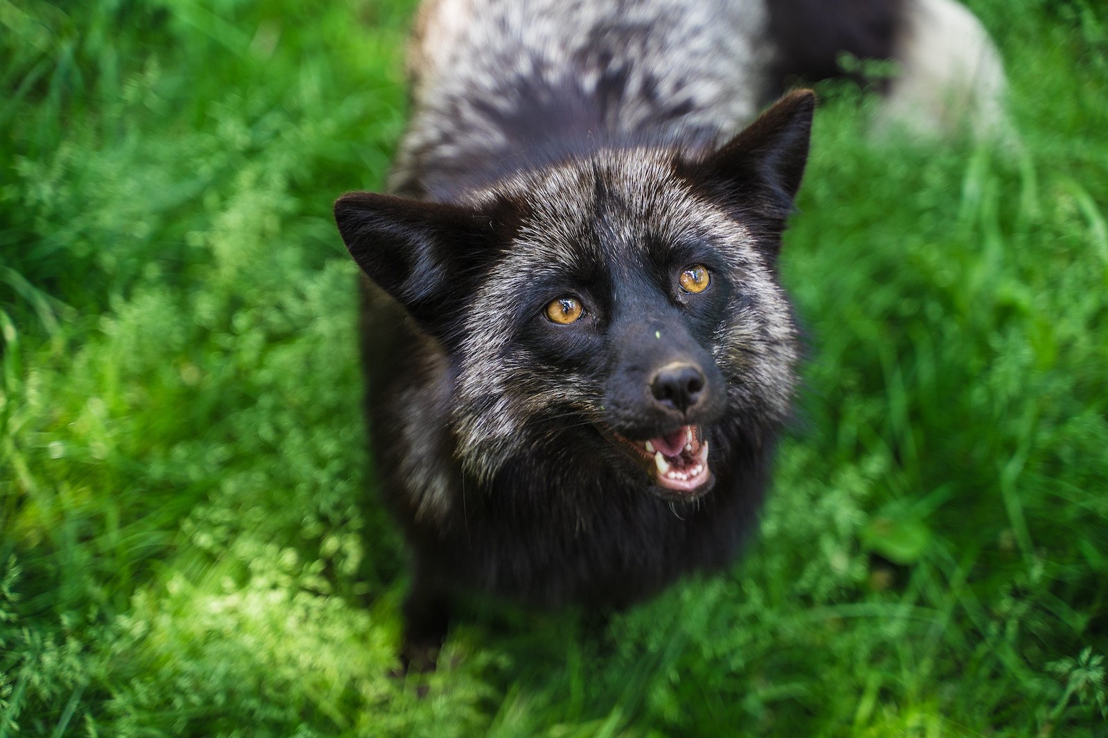 Respect for Animals – Campaign against animal fur – Fur for Animals